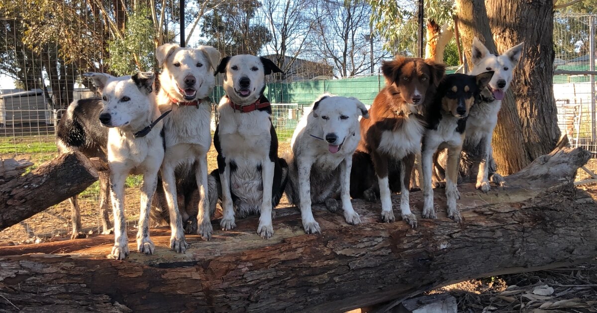 Contact - Dog Training GV